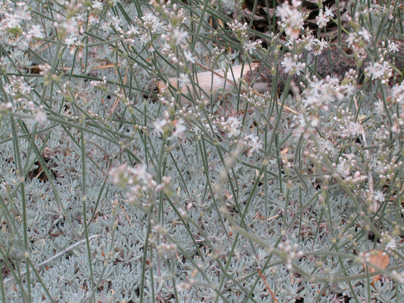 Eriogonum wrightii | CSUSB